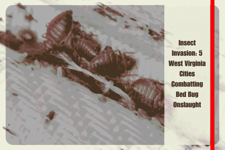 Insect Invasion: 5 West Virginia Cities Combatting Bed Bug Onslaught ...