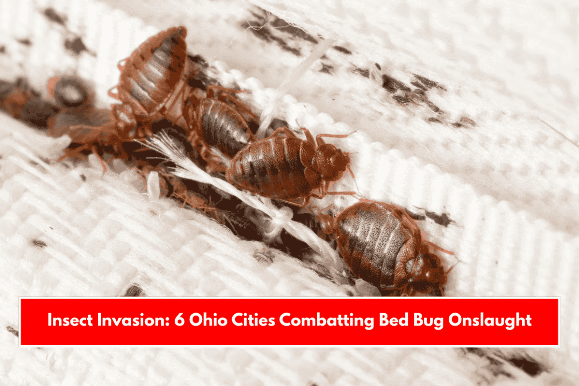 Insect Invasion: 6 Ohio Cities Combatting Bed Bug Onslaught - Huron Insider